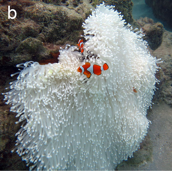 Sciency Thoughts: The fate of Fish-hosting Anemones during the 2016 ...