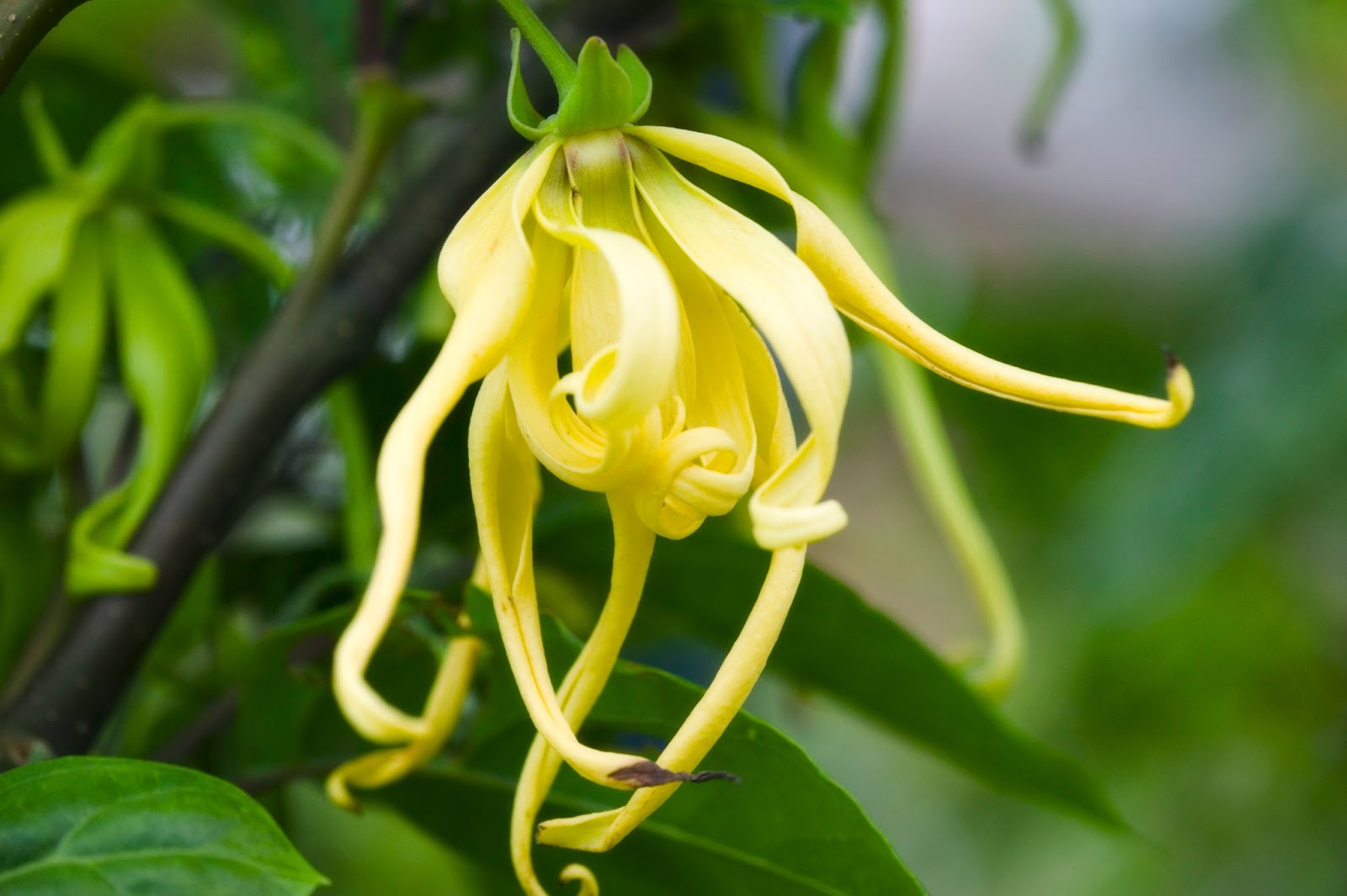 Fleur d'Anïs : L'Huile Essentielle d'Ylang-Ylang