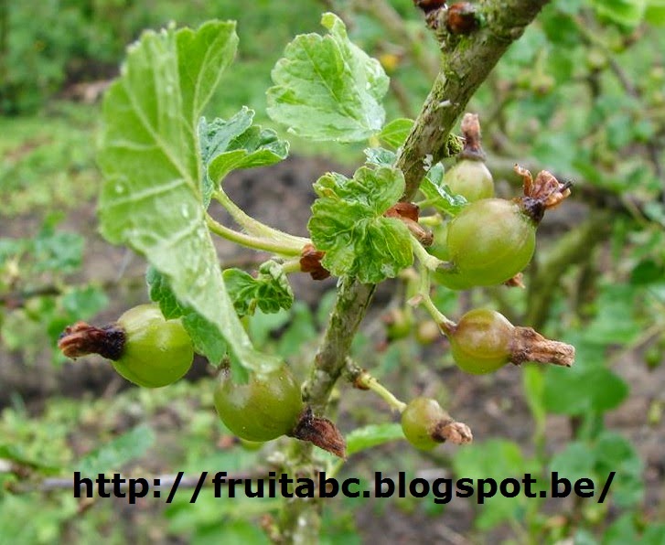 Inheems- en uitheems fruit: Zomersnoei bij jostabessen geeft meer bessen!