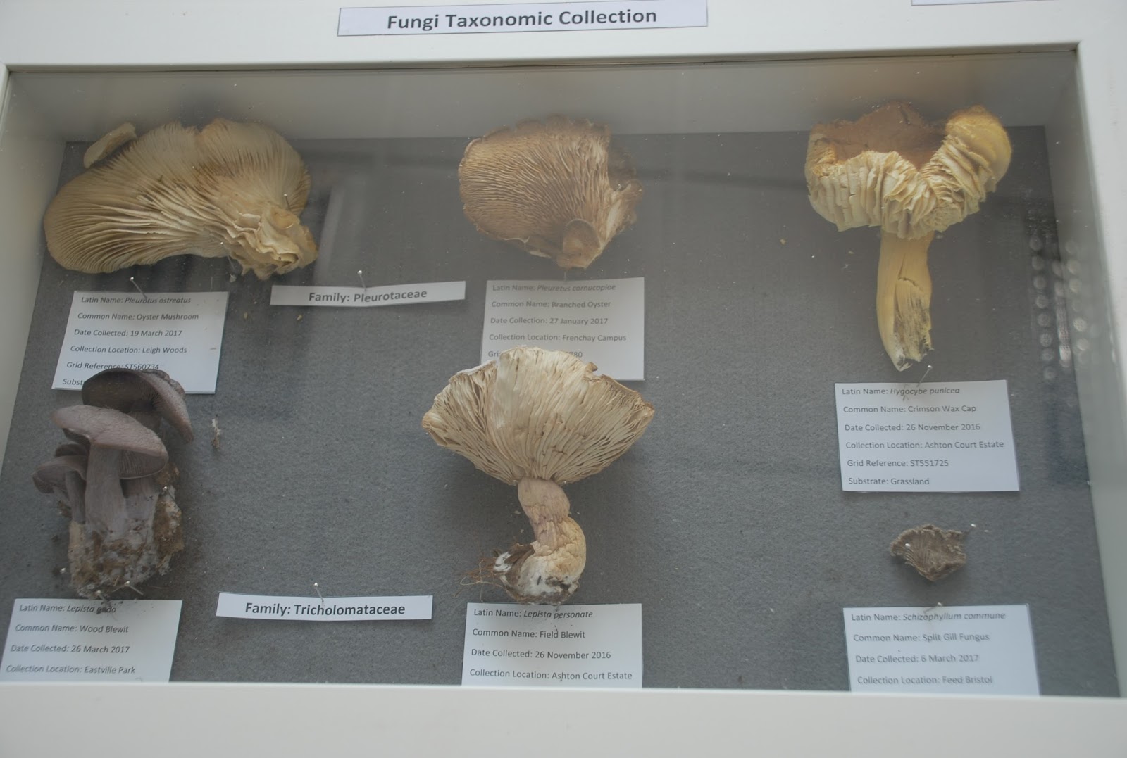 Taxonomic Collections: 2016/17 collections: fungi