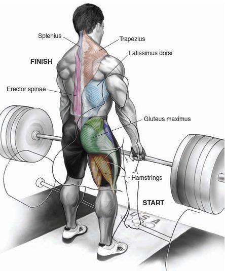 10 Best Exercises for Building Lean Muscle Mass - SHREDDEDFIT