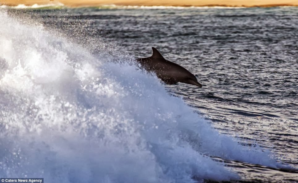 White Wolf : An Australian surfer is upstaged by a dolphin who leaps ...