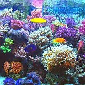 Mi Blog De Biologia: Los Celenterados