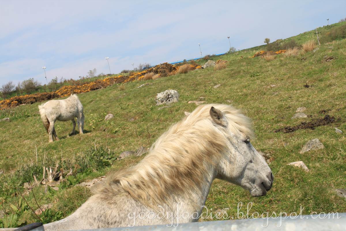 GoodyFoodies: Kids Fun: Doonies Farm, Aberdeen, Scotland