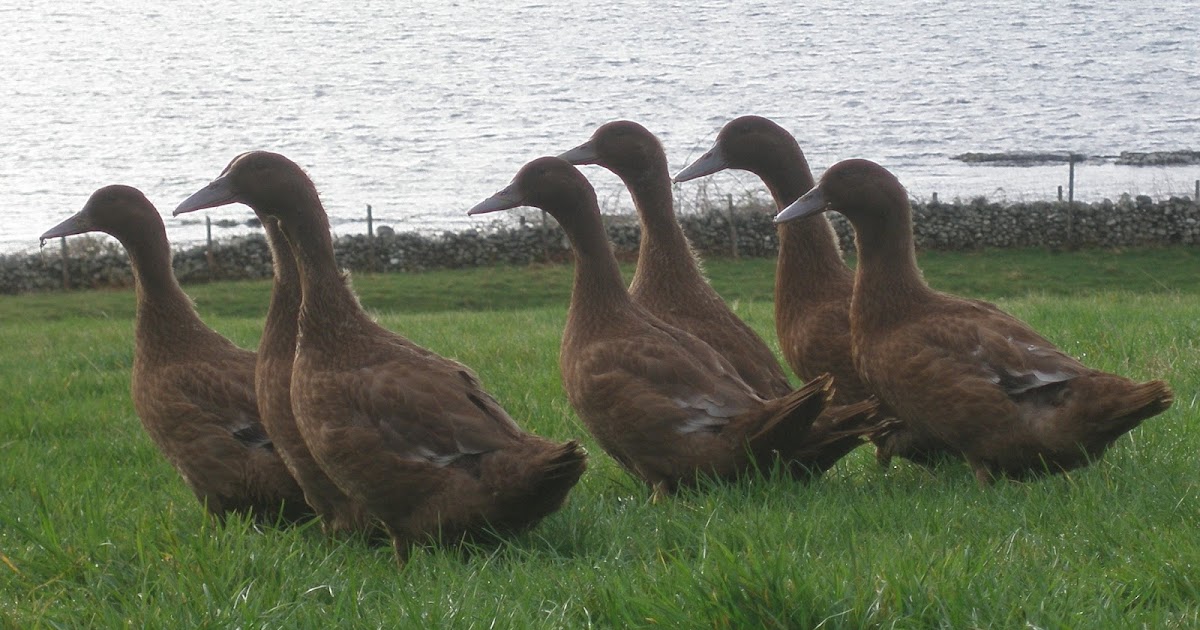 CraigardCroft: More ducks
