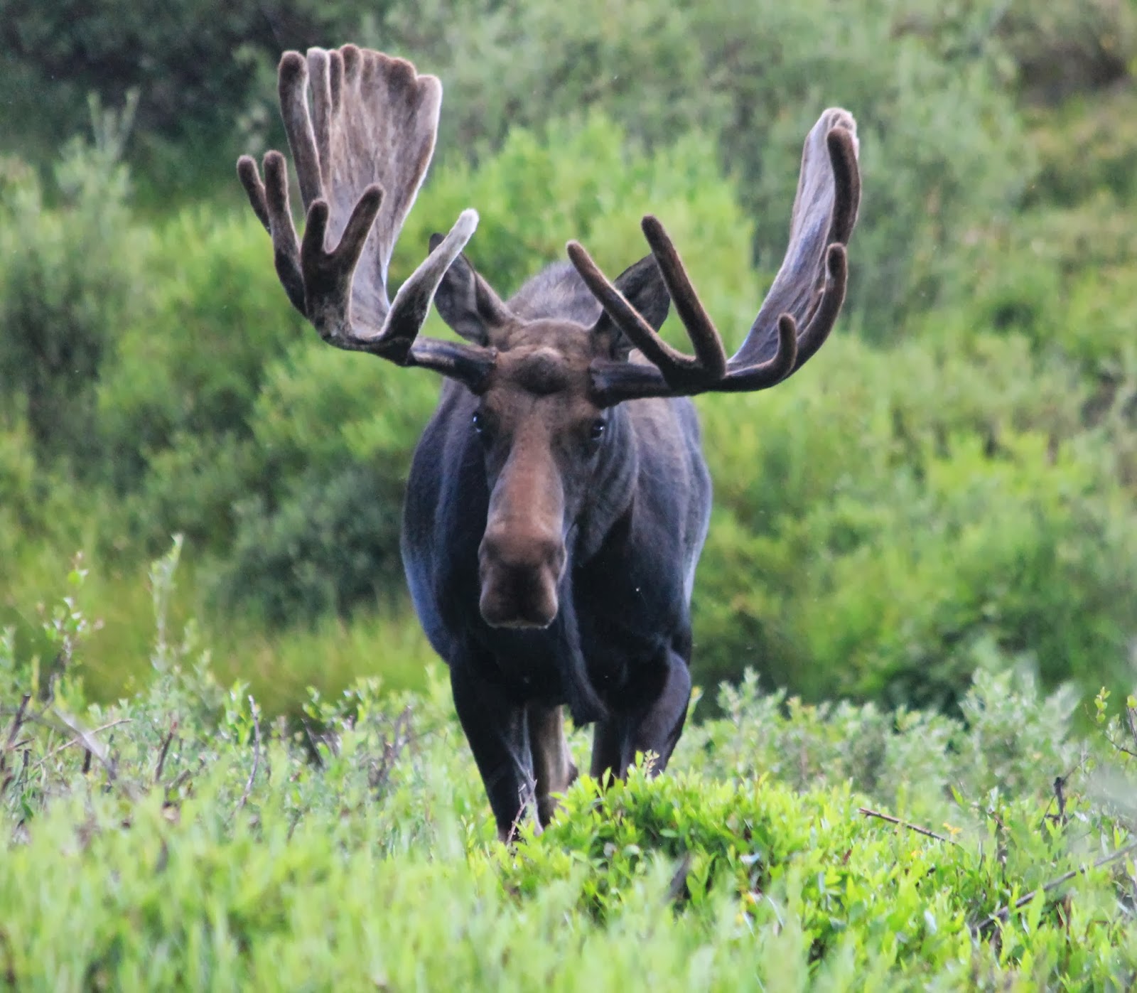 The Flying Mullet: MOOSE!