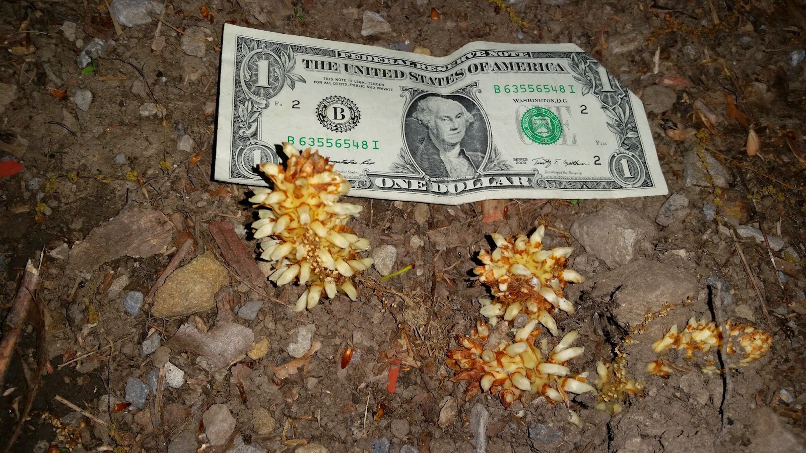 The 7 P's Blog: Wild Medicinal: Squaw Root (Conopholis Americana) - The ...