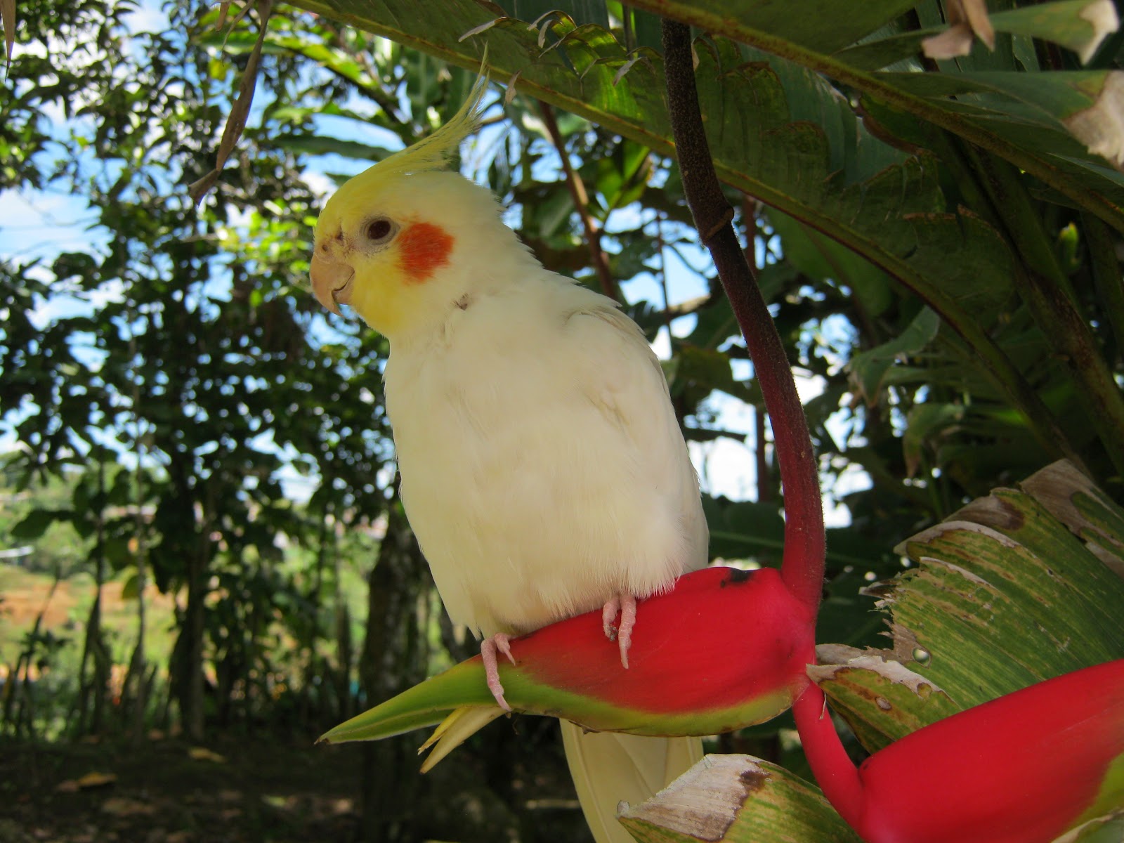MI MASCOTA FAVORITA: Aves Ornamentales Tiernas