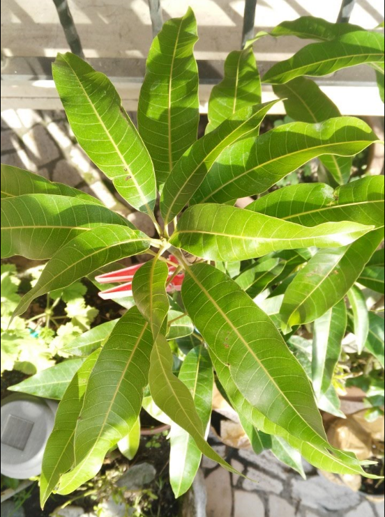 Impianto di mango "Kensington Pride" a Casoria (Napoli) - FruttAma.it ...