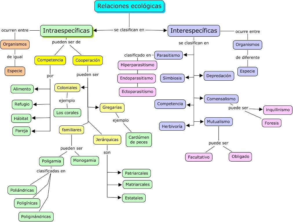 Imagenes De Mapas Conceptuales De Las Relaciones Intraespecificas Y Images