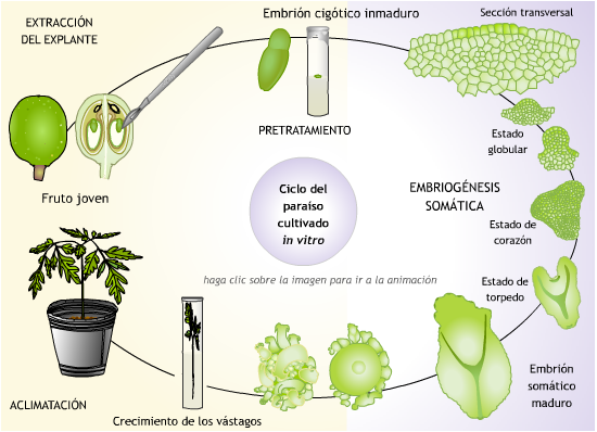 Propagación Clonal In-vitro