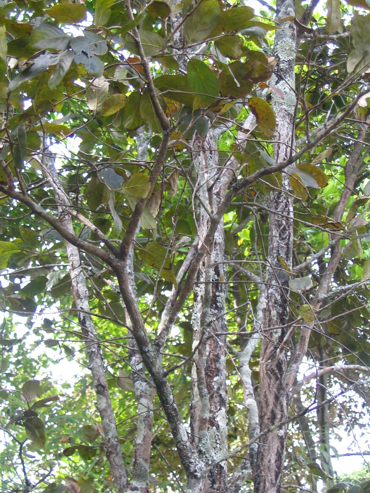 Herbal Trees: October 2012