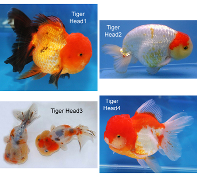 All about Head Growth