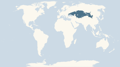 El ojo del buitre: Saiga (Saiga tartarica)