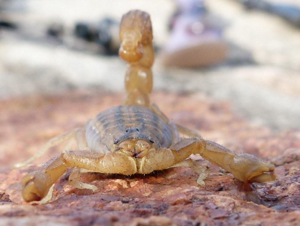 Safari Ecology: Why do scorpions fluoresce and other such trivia...