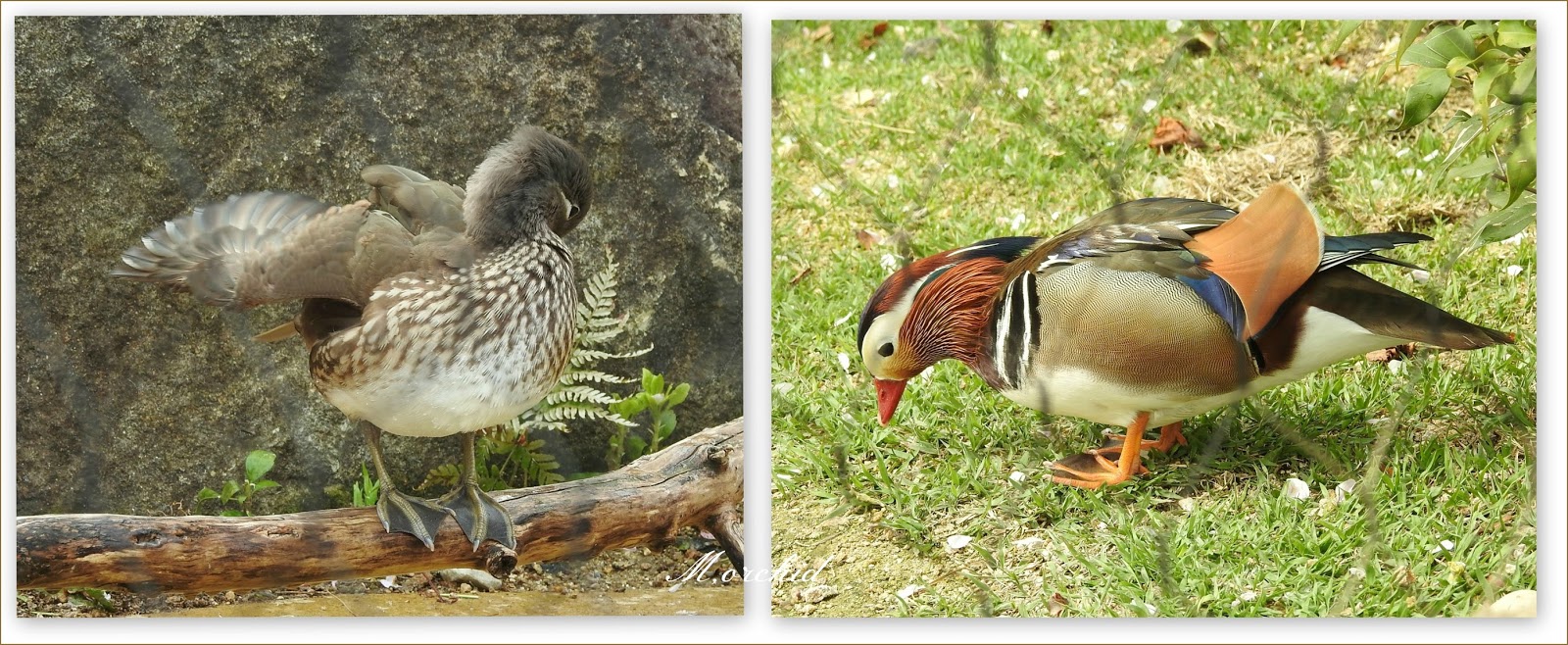 Orchid's Daily Voice (Home Page): Flowers and Grand-Open of the Zoo in ...