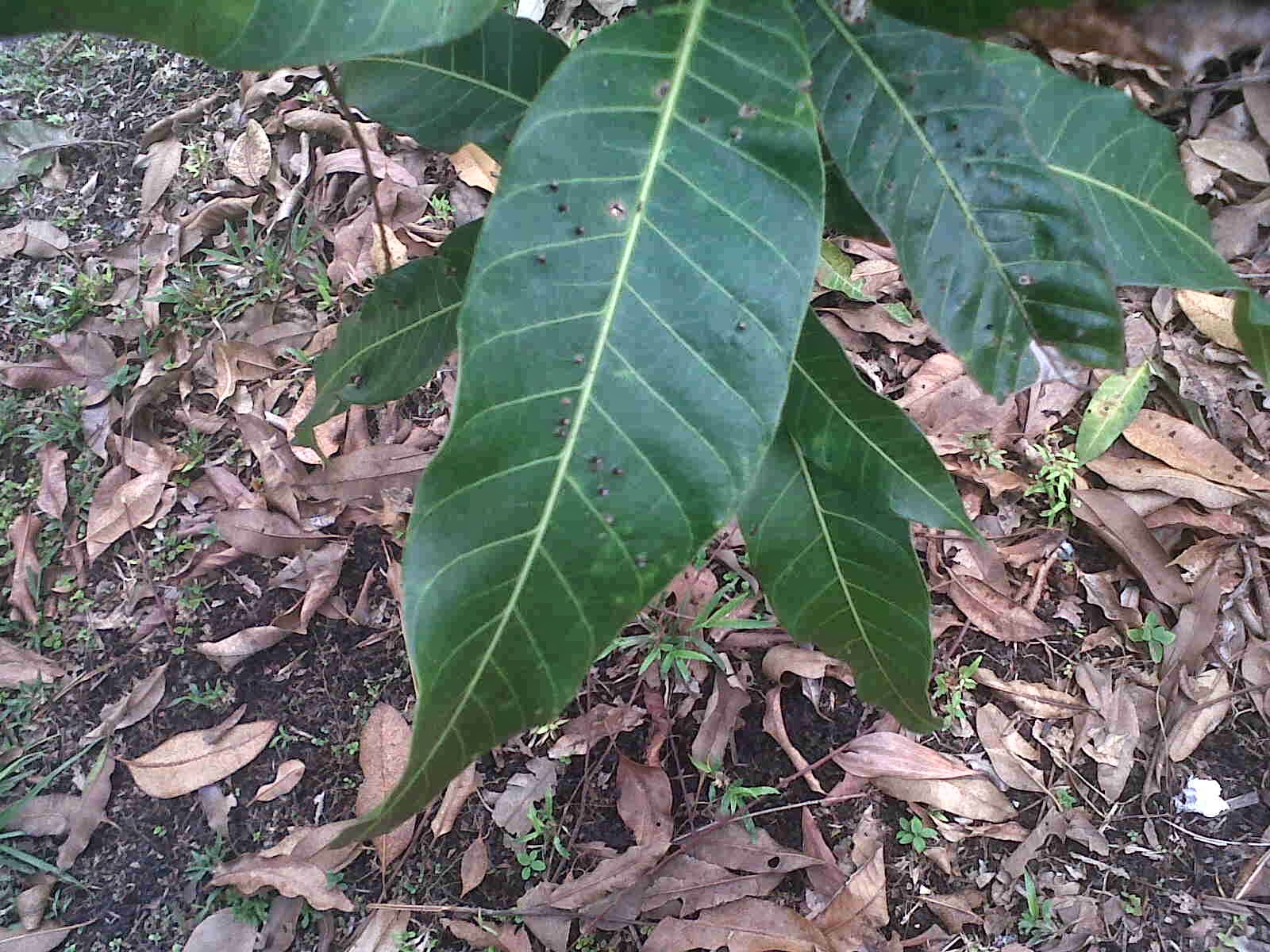 Belajar Tentang Alam tumbuhan: STUDI DAUN ( Bangun Daun Circumscriptio