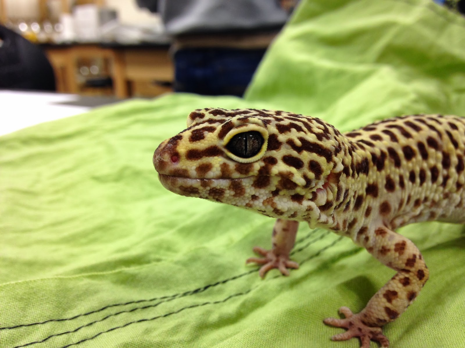 Biology of the Reptilia: Laboratory #1: General Anatomy of Reptiles by ...