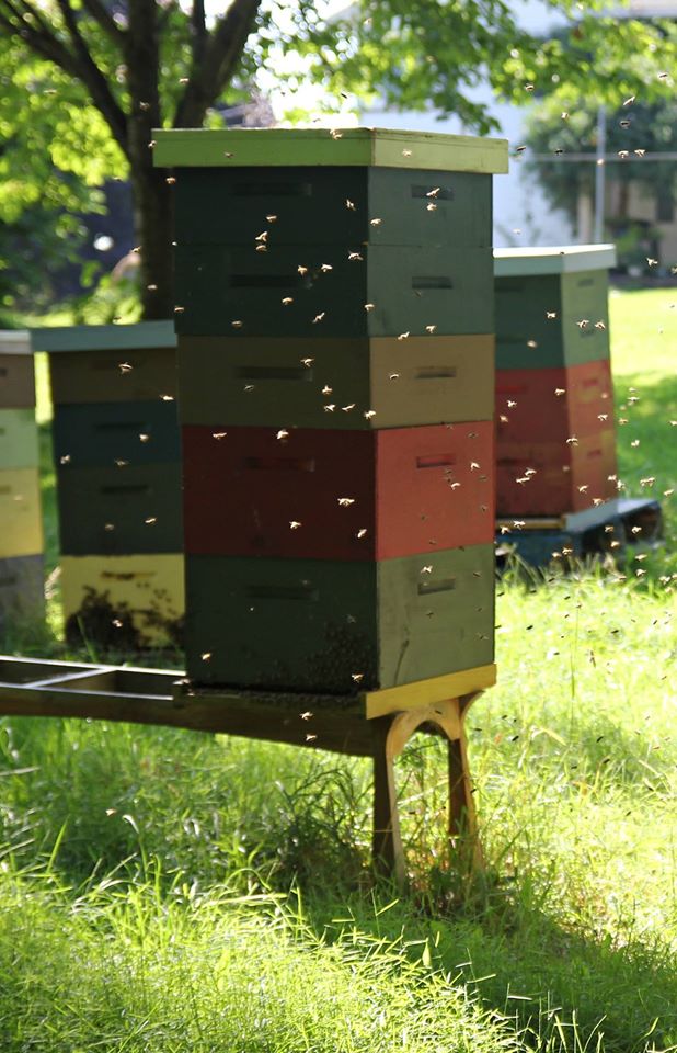 Lookin' Up: Lake Bluff Honey Bee Farm (Bee Barns!)