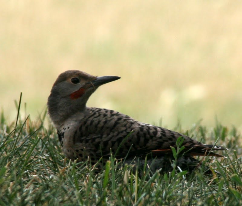 Gumbo Lily: Northern Flicker baby...