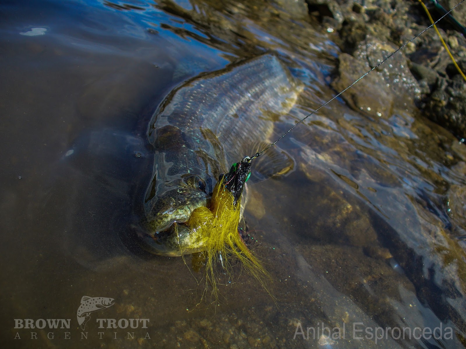 BROWN TROUT ARGENTINA: Tarariras. El Wolf Fish argentino.