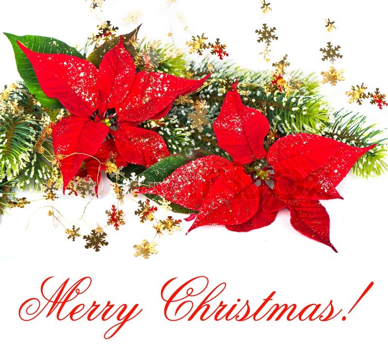 JeffCo Master Gardeners: Merry Christmas 2017! JeffCo Master Gardeners: Merry Christmas 2017!