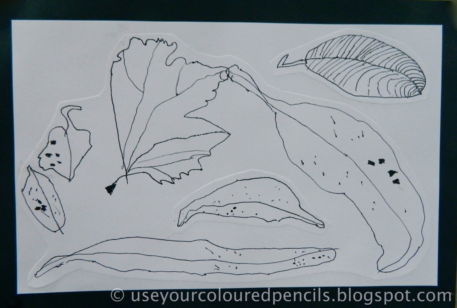 Use Your Coloured Pencils: Leaf Drawings