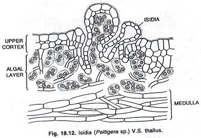 Reproduction in lichens for +3 zoology students