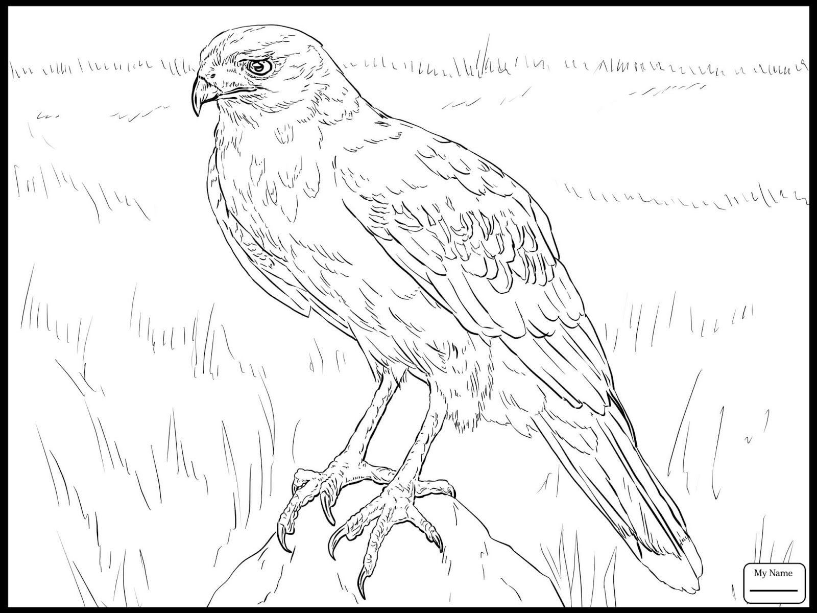 Hawk Coloring Pages Download And Print Hawk Coloring Pages