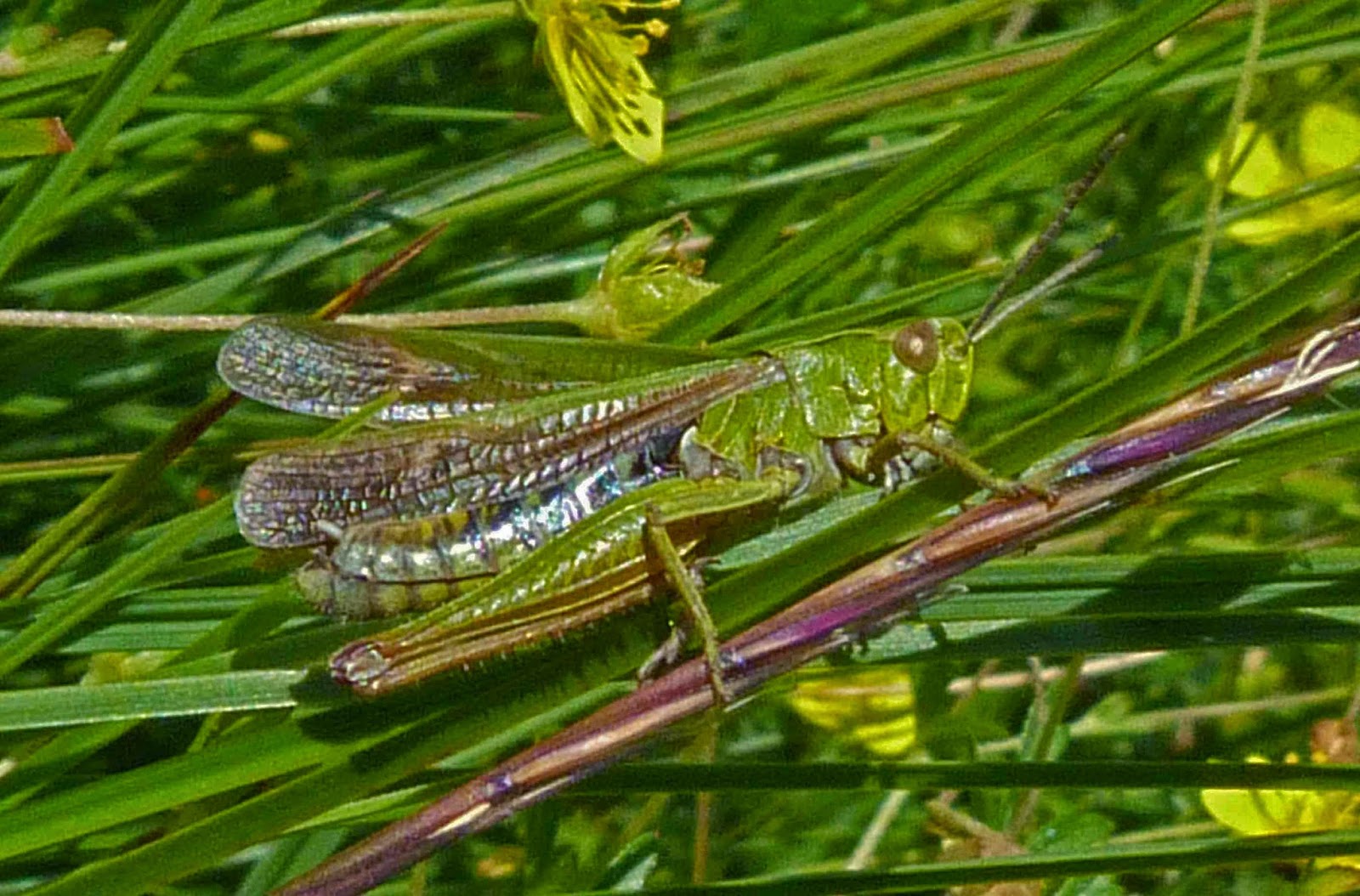 Insects of Scotland: Grasshoppers