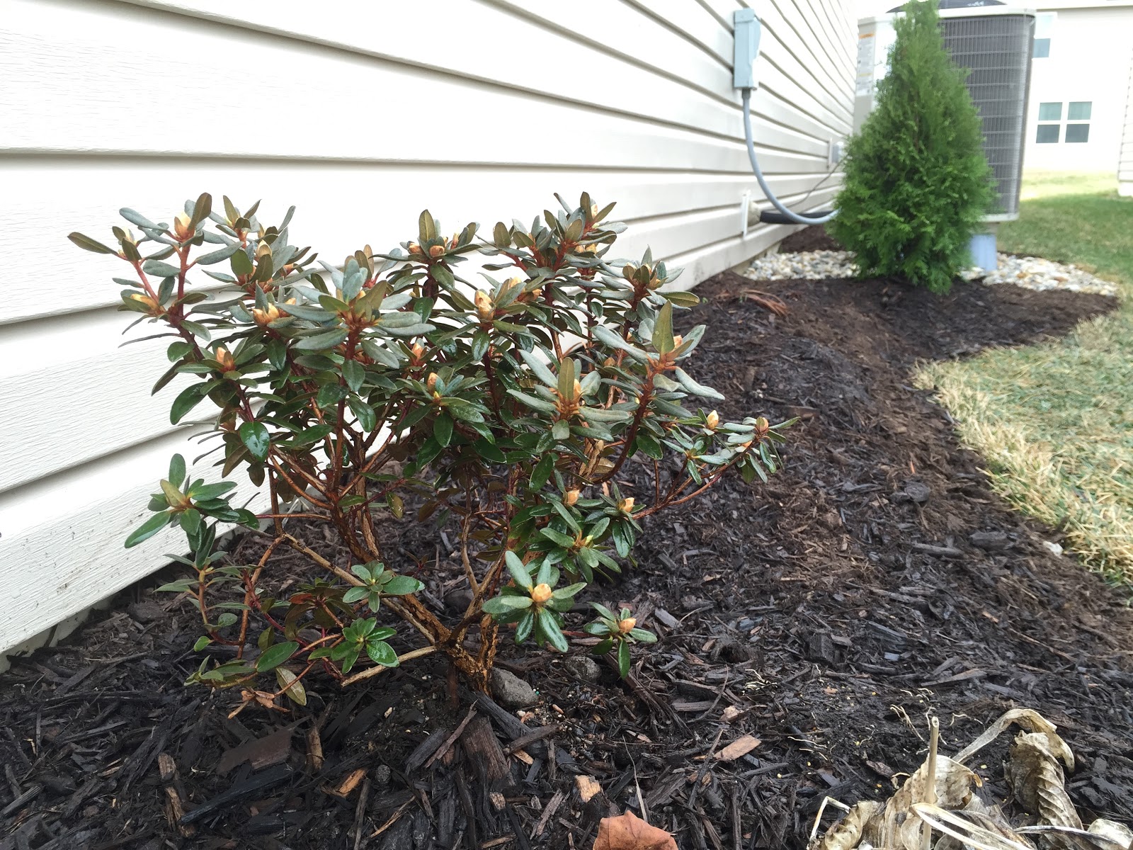 Backyard Neophyte Landscaping Blog: List of Plants in My Yard