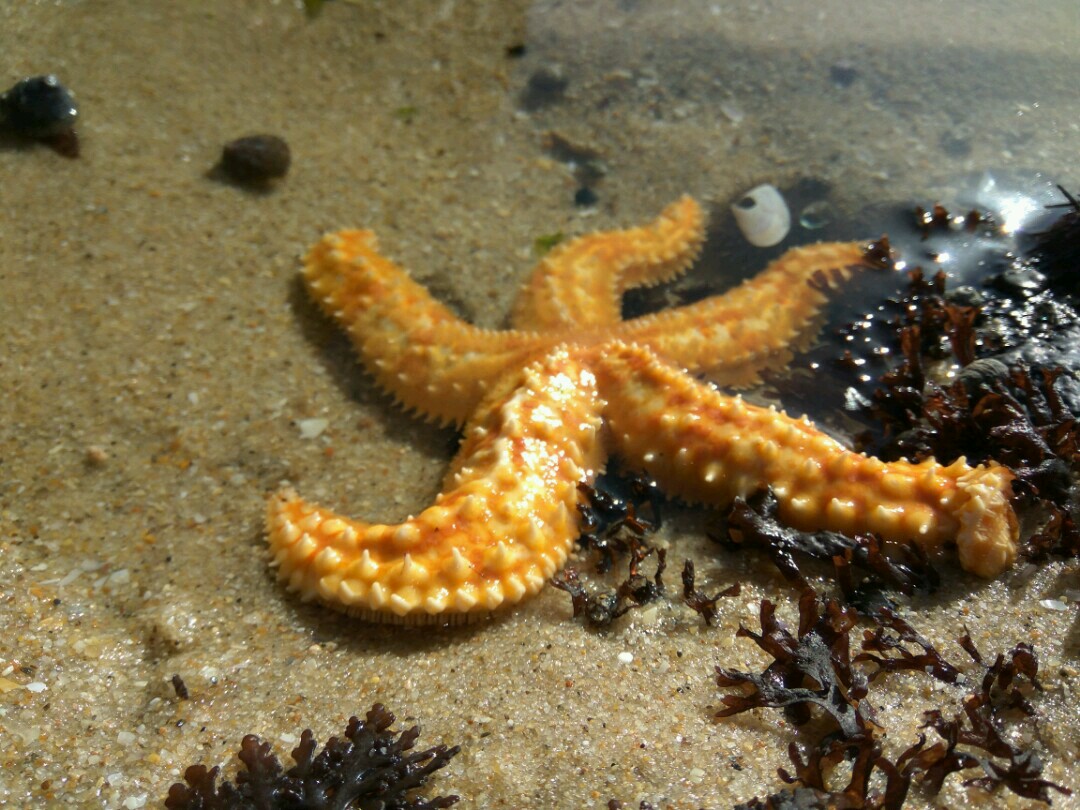 A Toca da Grila II: Estrelas do mar/ Starfish