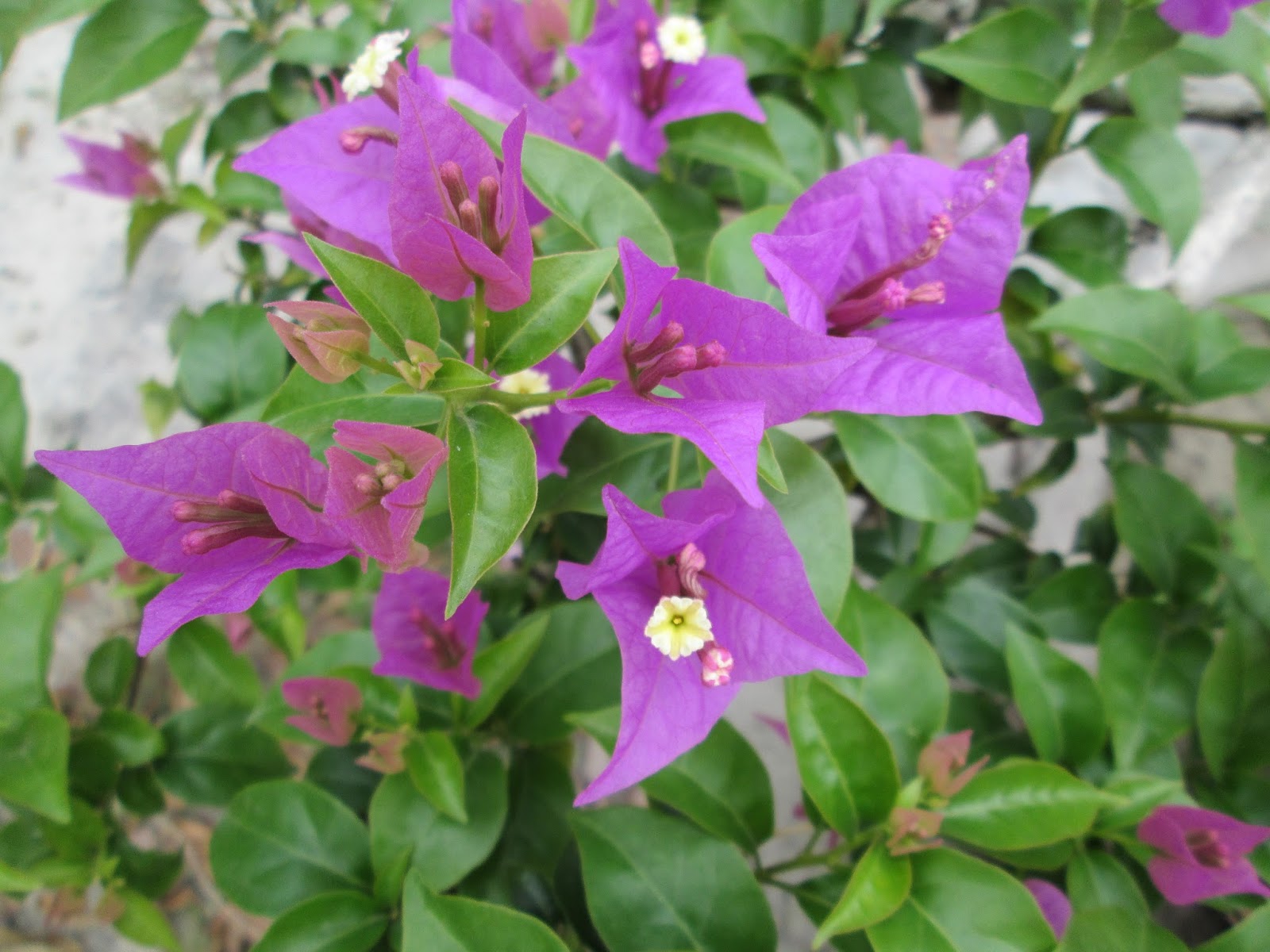 Hoa - Flowers (Part 1) - Raw Pictures | Garden Pictures - Garden Quotes