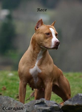 Blog do Pit Bull: American pit bull terrier - Padrão oficial UKC