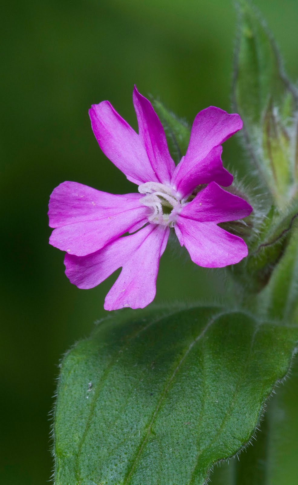 NWflora: Sleepy Catchfly, silene antirrhina