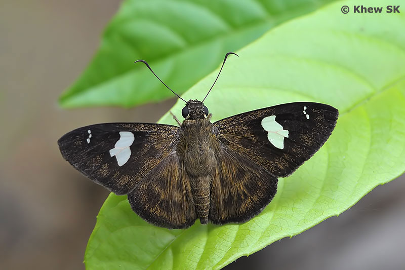 Butterflies of Singapore: Re-Discovery of the White Banded Flat