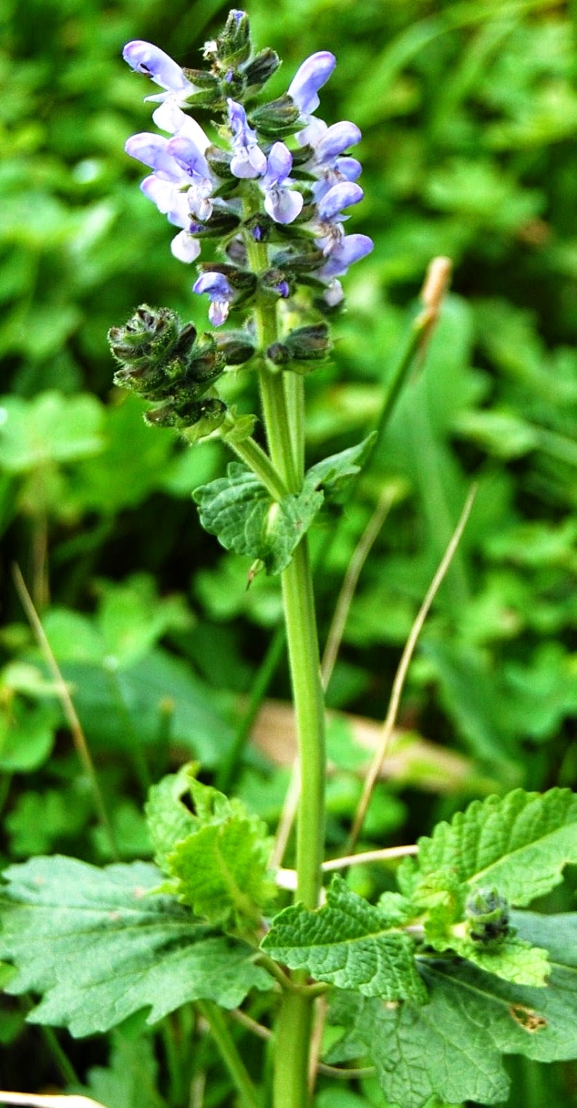 Plantas: Beleza e Diversidade: Salva-dos-caminhos (Salvia verbenaca)