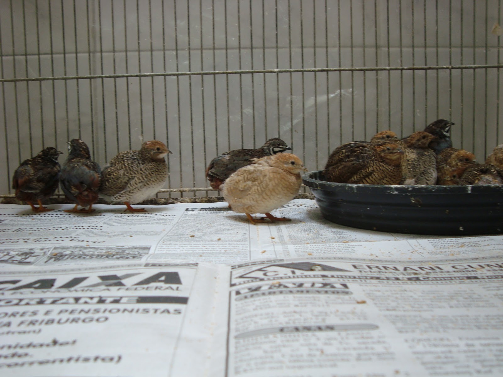 codorna chinesa: Codorna Chinesa Blue Face , Cinnamon (Canela) , Silver ...