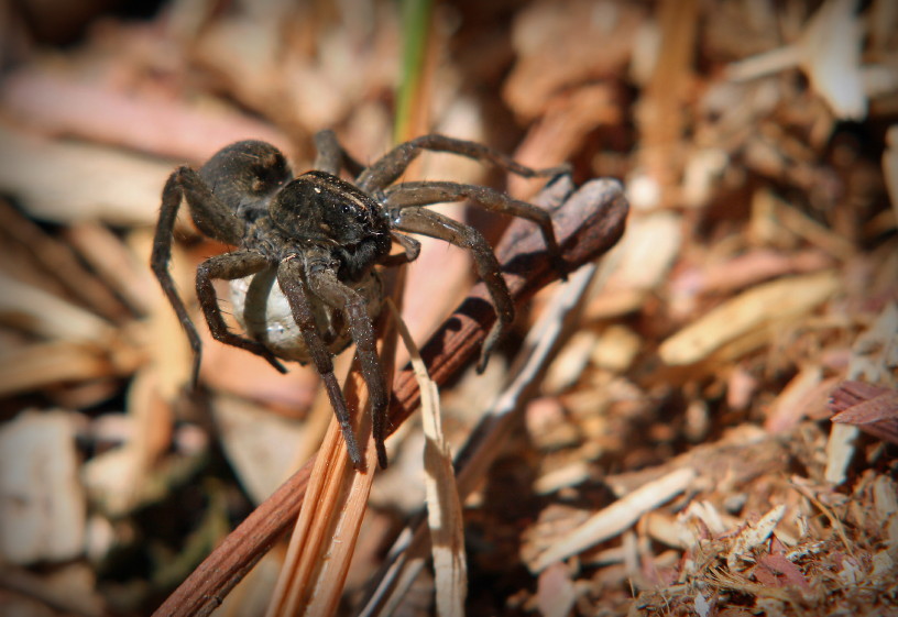 the farmer's wife: Wolf Spiders!