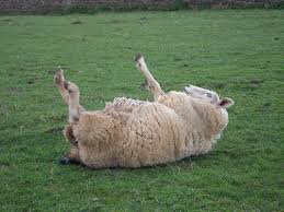 Bob's Bible Blog: Psalm 23, Post #5 – January 30, 2016