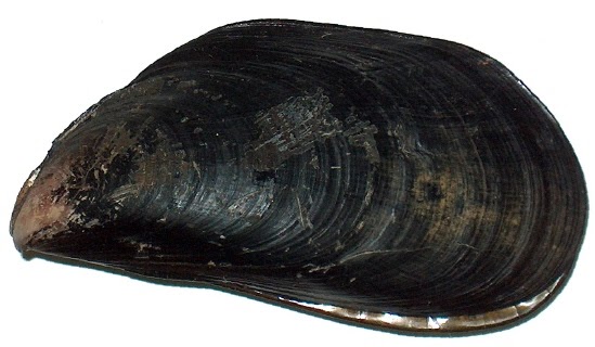 especies chilenas: El Choro zapato (Choromytilus chorus)