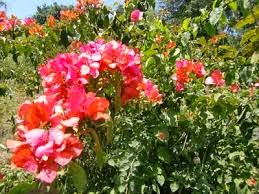 Manfaat dan Khasiat Bugenvil untuk Kesehatan Tubuh