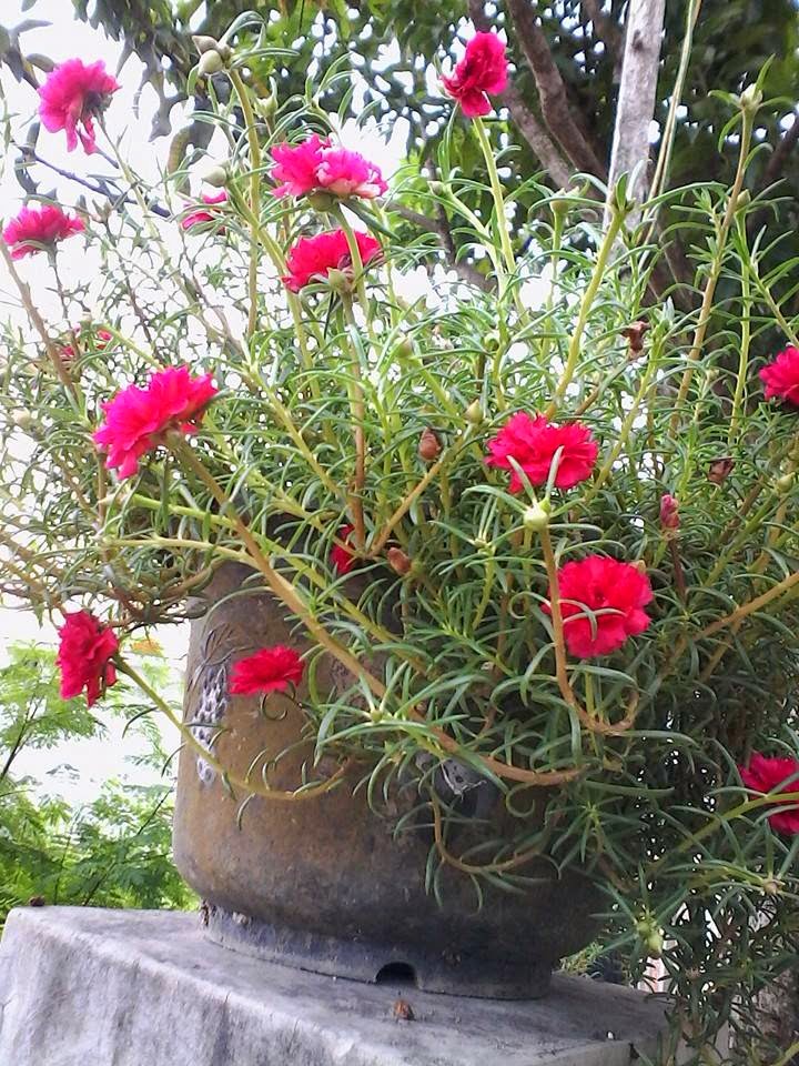 Rumah Bunga Neisha: RUMAH BUNGA NEISHA - Membuat Sutra Bombay Rajin ...