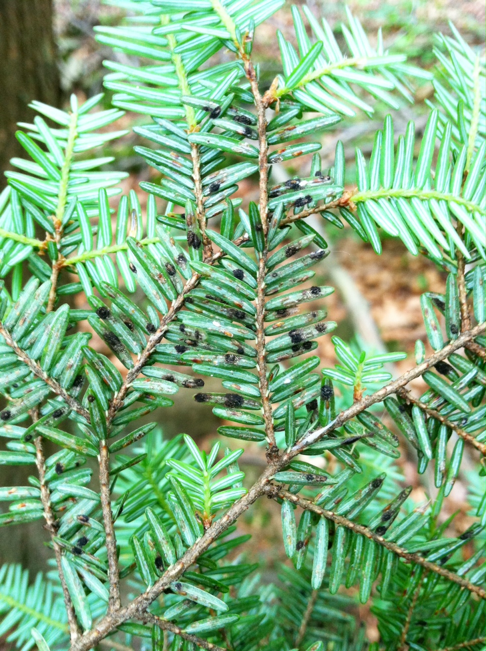 Harvard Forest Summer Research Program: RESEARCH PROFILE: Hemlock Trees ...