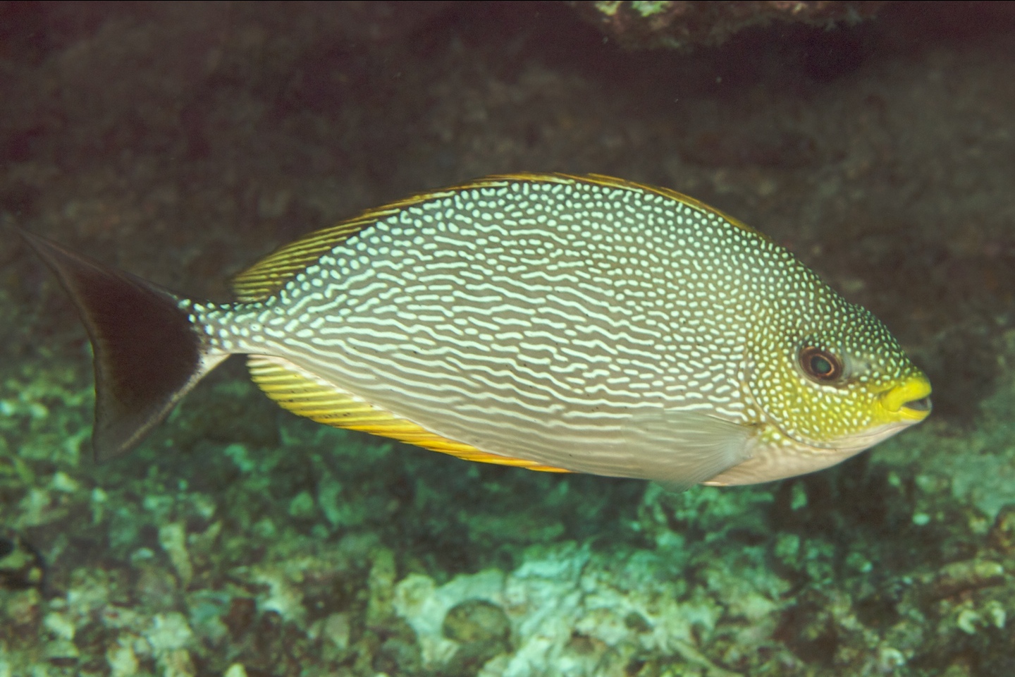 Oppdag Fisk!: Hvitflekket Kaninfisk/White-Spotted Spinefoot/Siganus ...