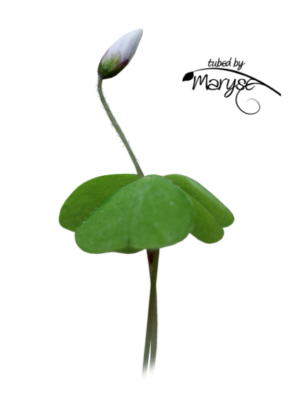 PSP Tubes & créations de Maryse: MR_Spring Dancer