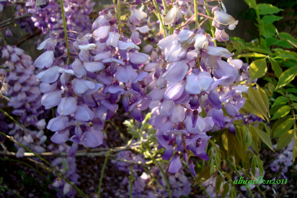 Andrea's Plants, Photos and Travels: Foreign Plants in my Files