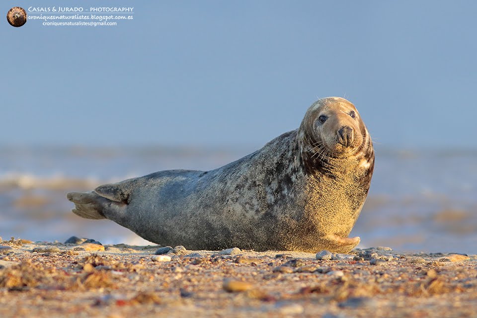 Cuando Se Pueden Ver Cachorros De Foca Norfolk