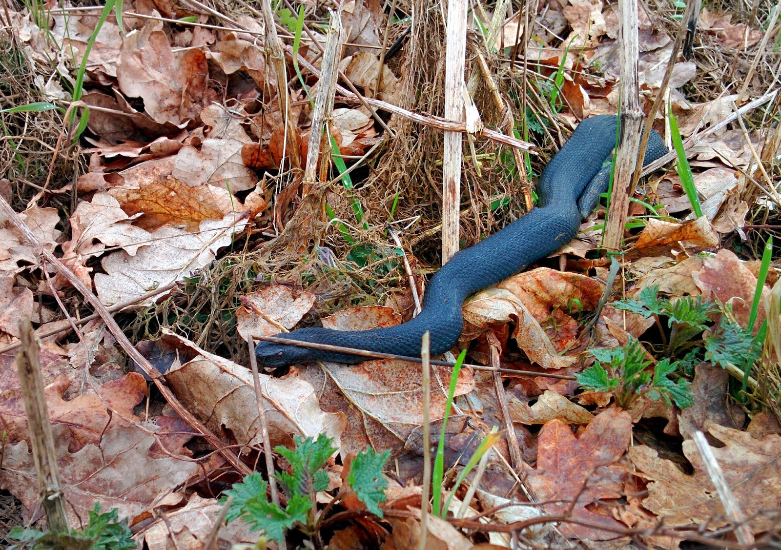 Sy' Fyn Golf Tour: Forår på golfbanen den 6. april 2016, fuglesang ...