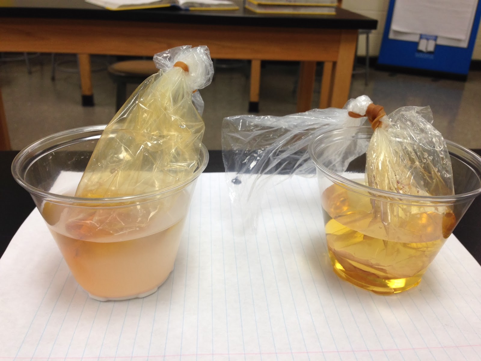 Mr. Forde - Life Science: Cell Membrane Experiment! 12/16